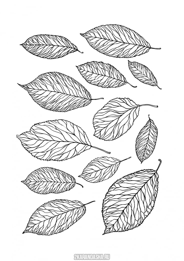 Раскраска онлайн Листочки бесплатно