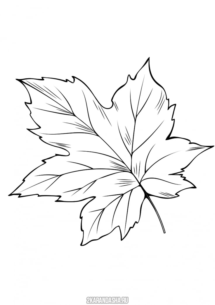 Раскраска листок большой крупный распечатать