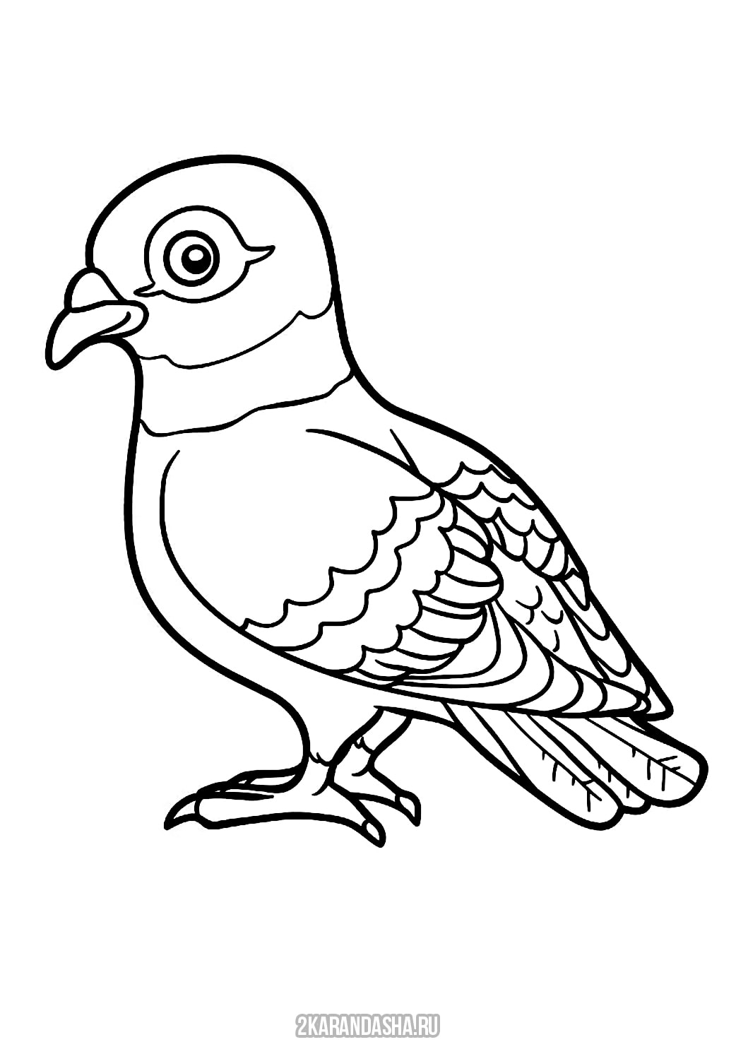 Раскраска онлайн Молодой голубь бесплатно