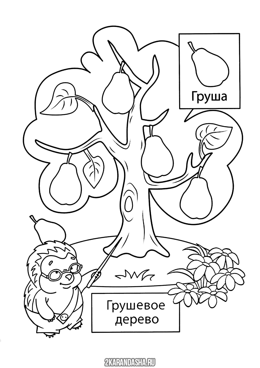 Раскраска онлайн Грушевое дерево бесплатно