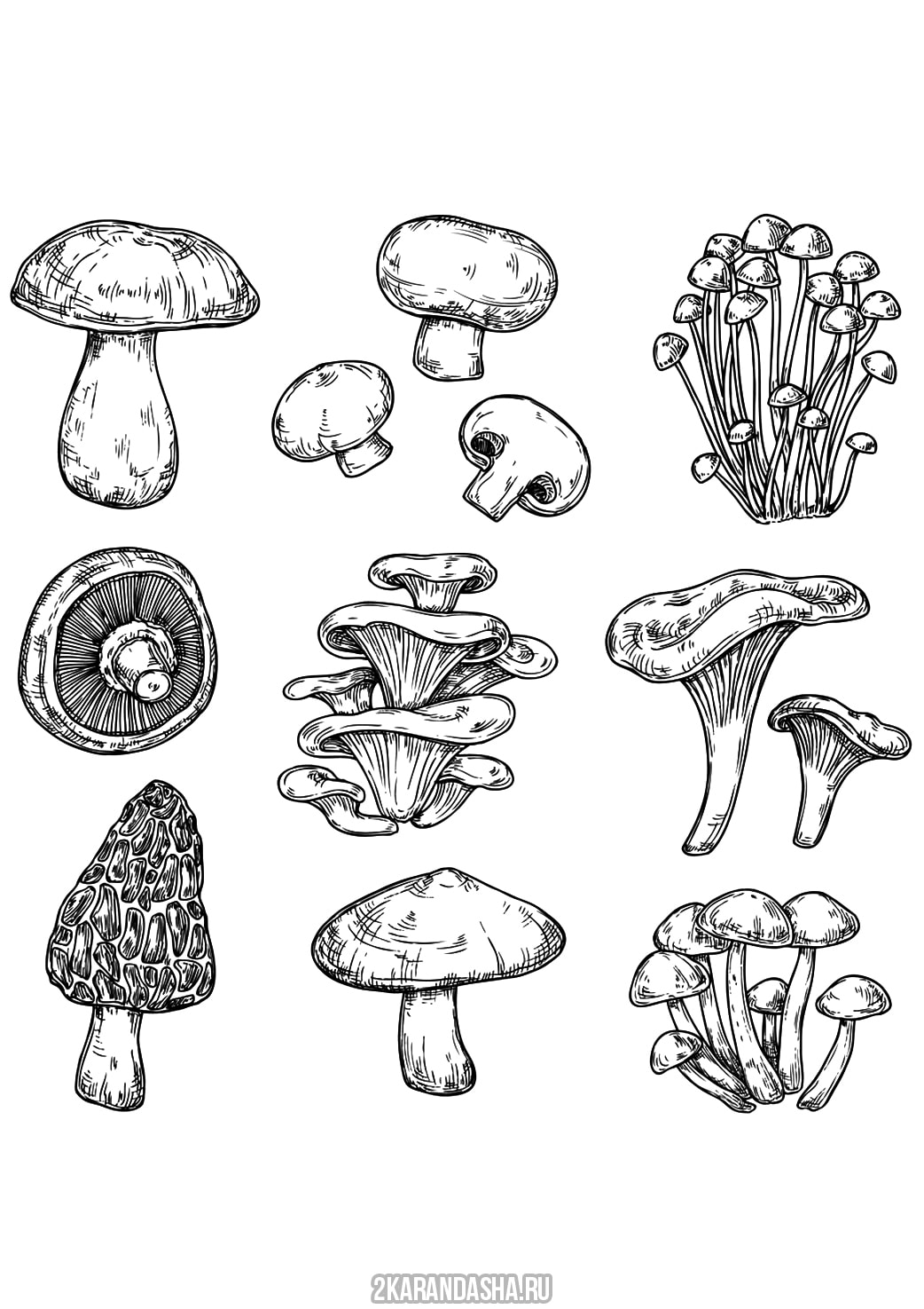 Раскраска онлайн Набор лесных грибов бесплатно